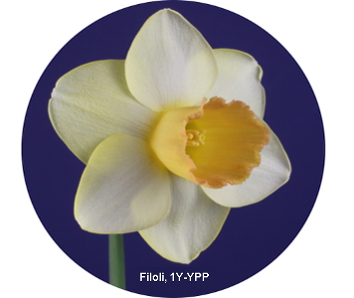 Naturalizing Daffodils | Northern California Daffodil Society